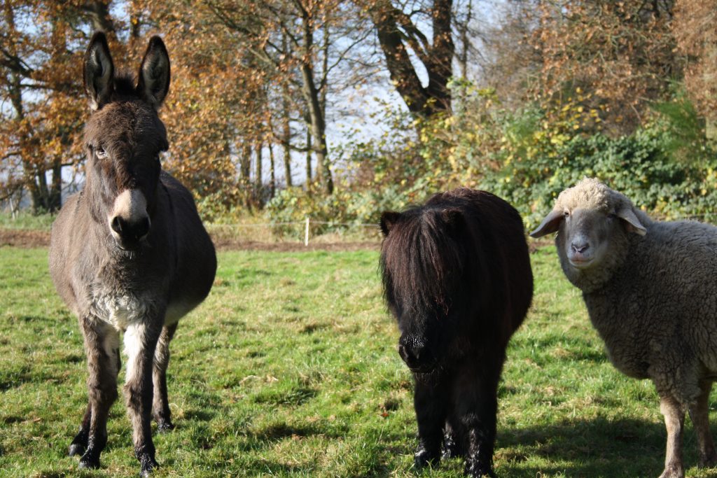 Tiere – Kinder – Tiere – Kommunikation